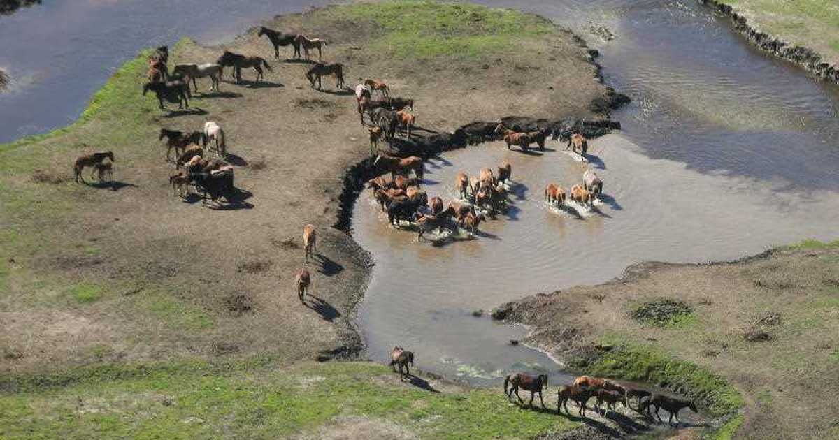 Aerial brumby shooting cleared for NSW national park