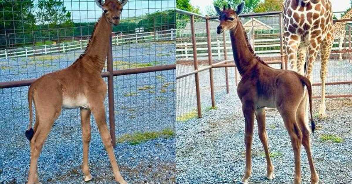 Rare giraffe without spots born at US zoo