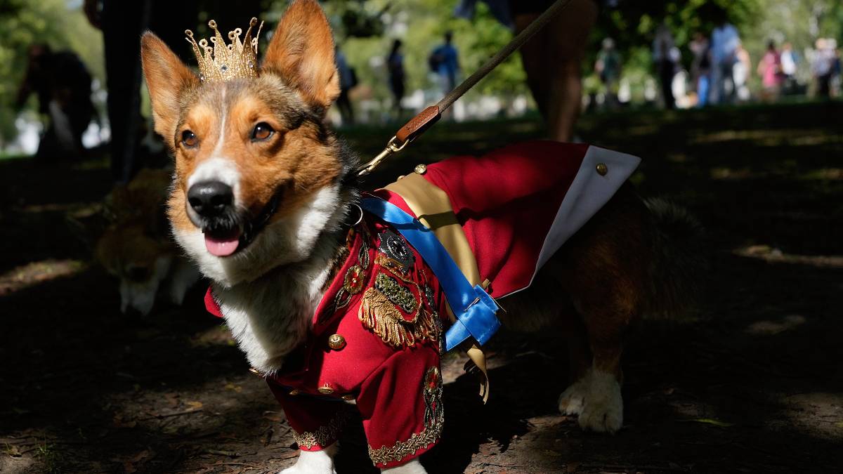 Trooping of the corgis marks Queen's anniversary