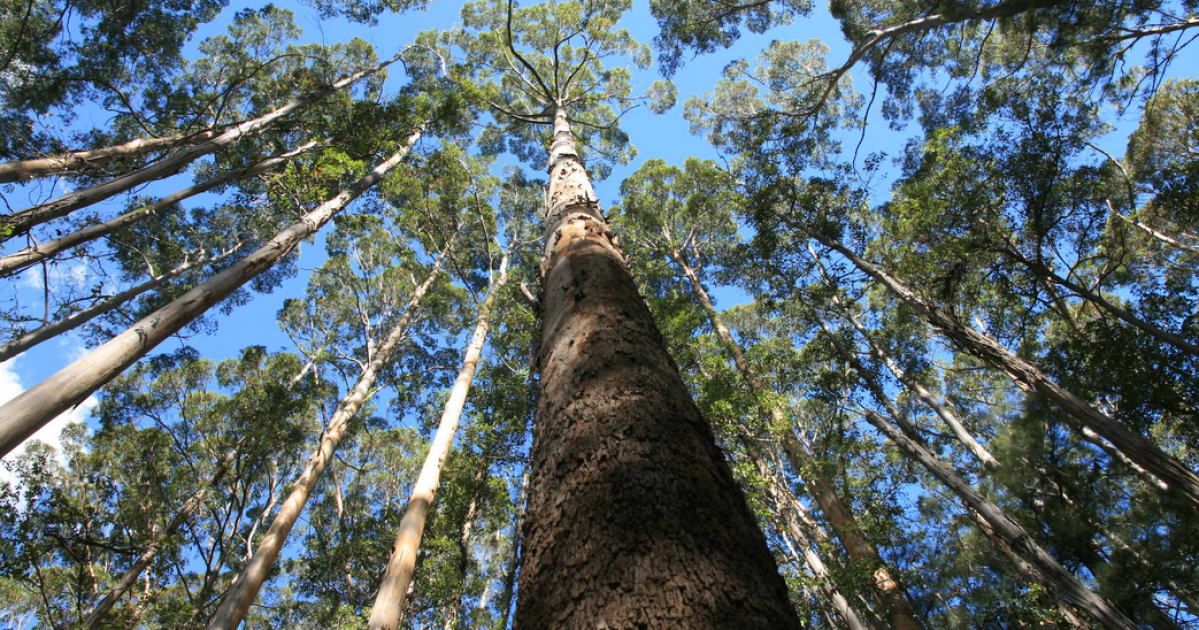 WA banishes loggers from old growth native forests