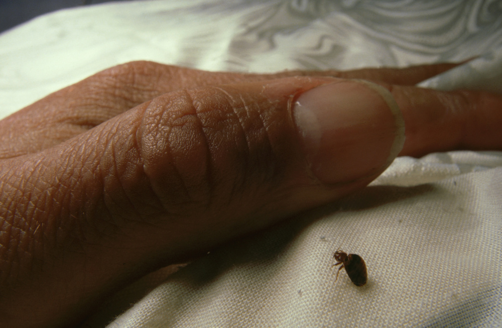 Bed bugs infest France, resulting in ‘general psychosis’