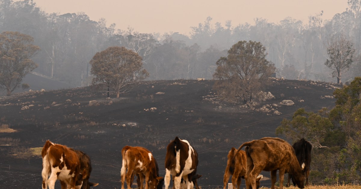 Moderate bushfire risk remains for hard-hit Bega Valley