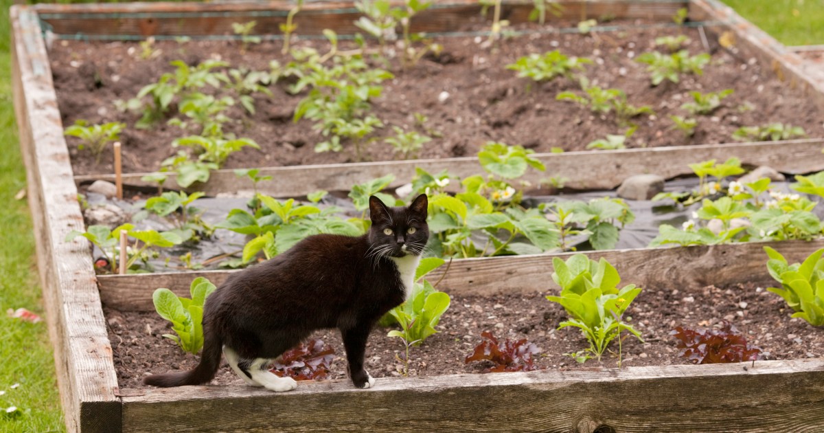 Why you need to protect your veggie garden from animal poop