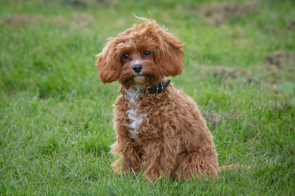 Cavoodles are Australia's most popular dog breed