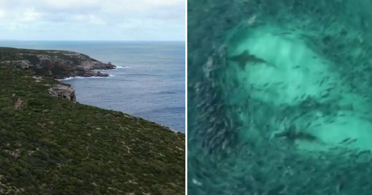 Teenage boy killed by shark at remote SA beach
