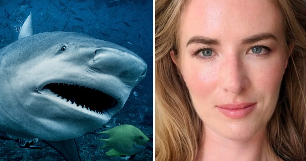 Sharks are in Sydney Harbour, but the danger hasn't increased’