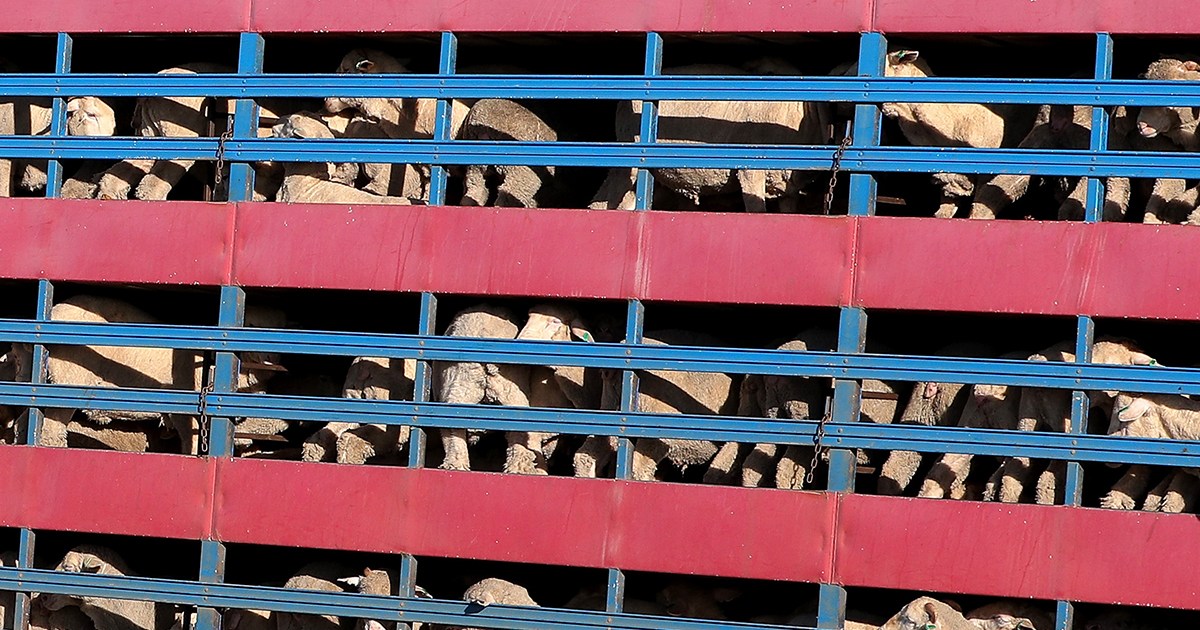 Livestock ship docks to unload cattle and sheep