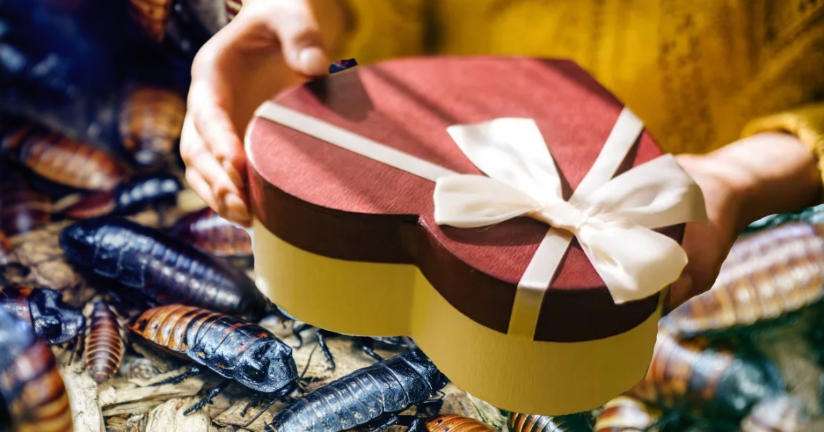 Zoo offers up cockroaches for Valentine's Day celebrations