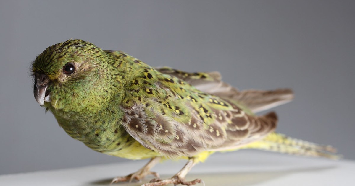 Ultra-rare night parrot gives up secrets for survival