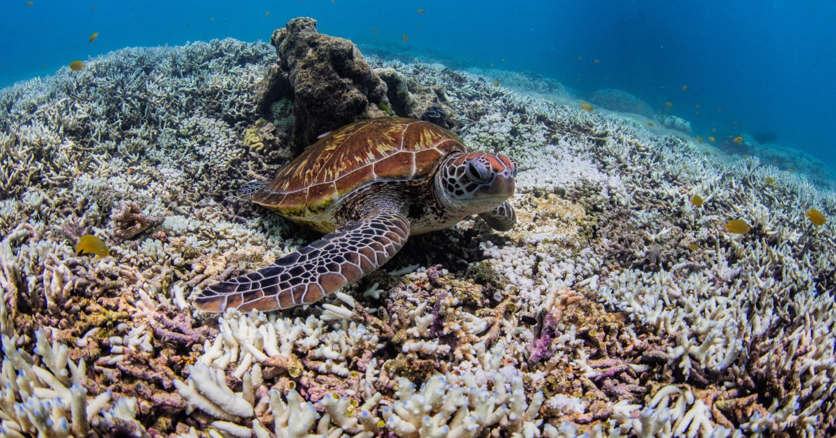 National watchdog to monitor environmental damage