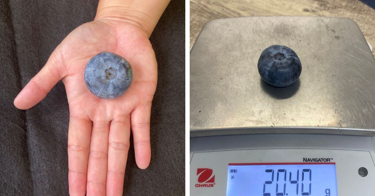 Aussie farm nabs record for heavyweight blueberry