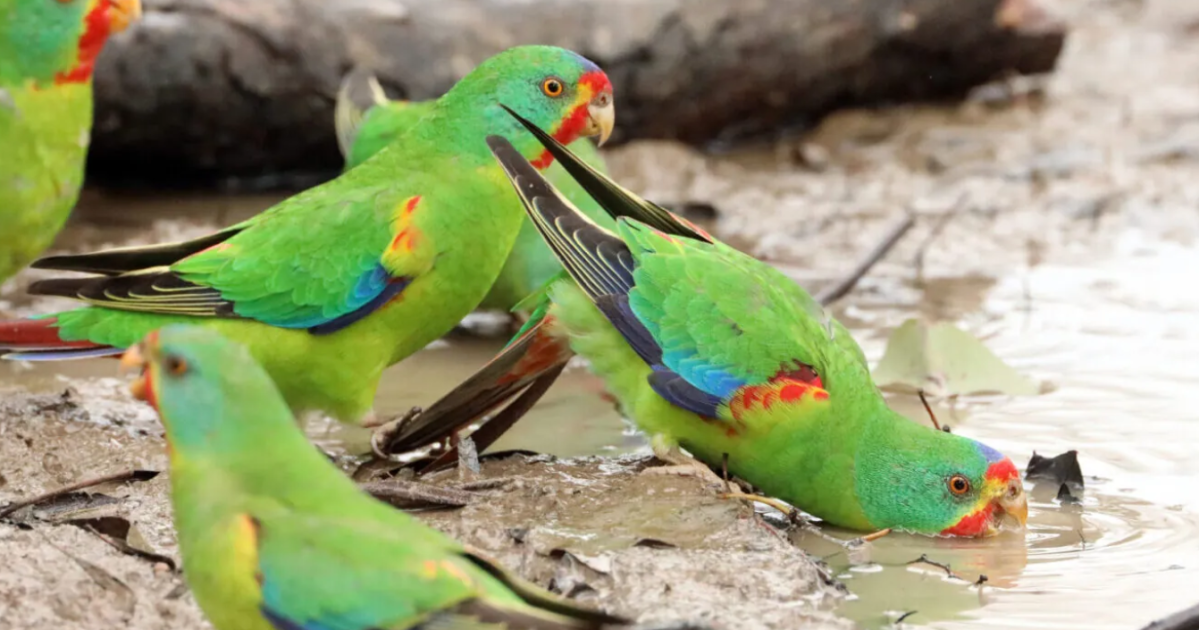 Feathers fly over ‘watered down’ plan to save rare parrot