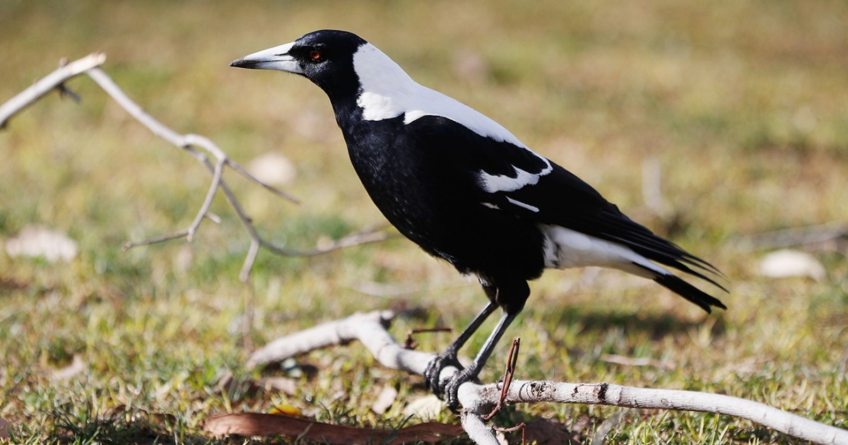 Magpies in survival mode due to climate change and noise