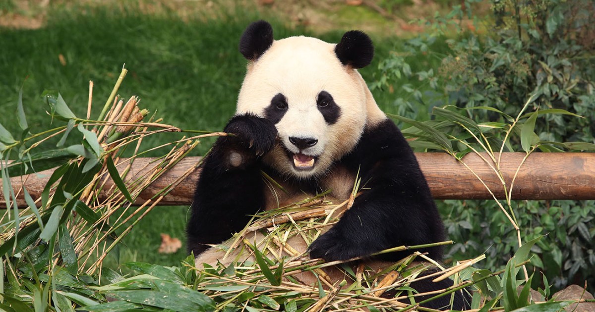 South Koreans bid tearful farewell to beloved panda Fu Bao