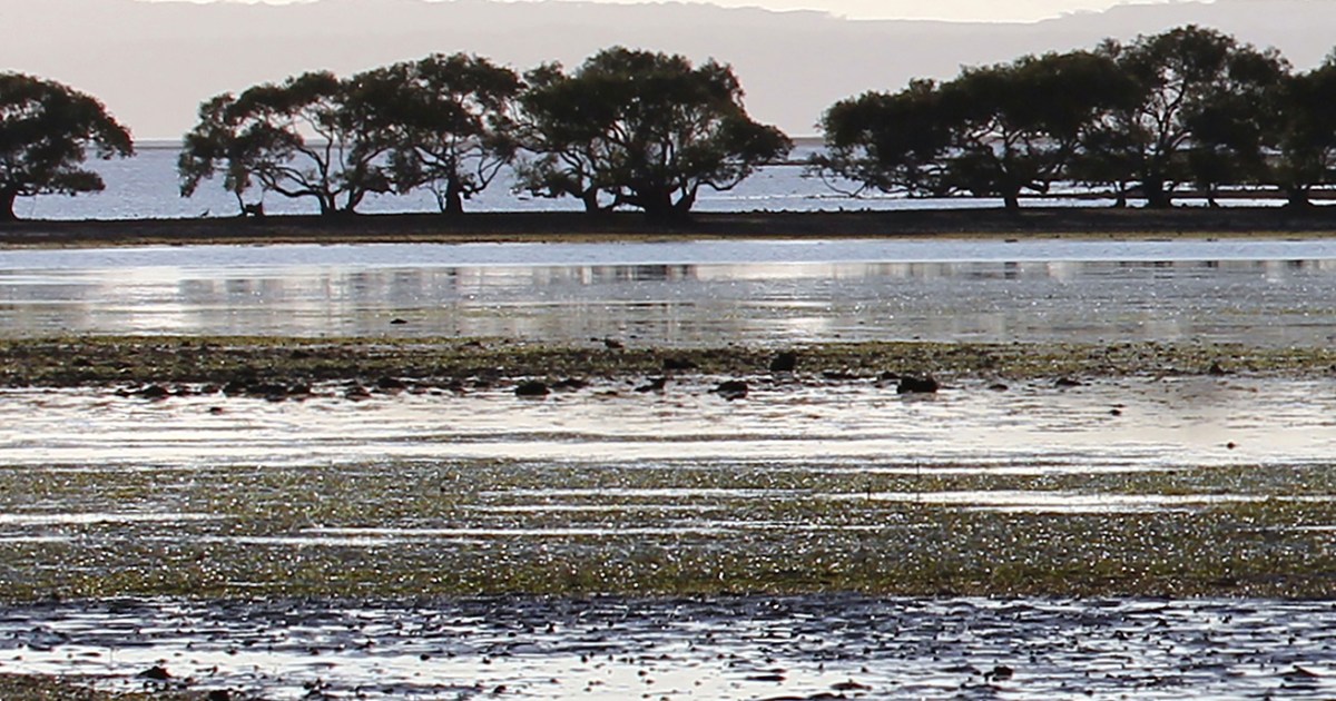 Developers walk away from Toondah Harbour wetlands project