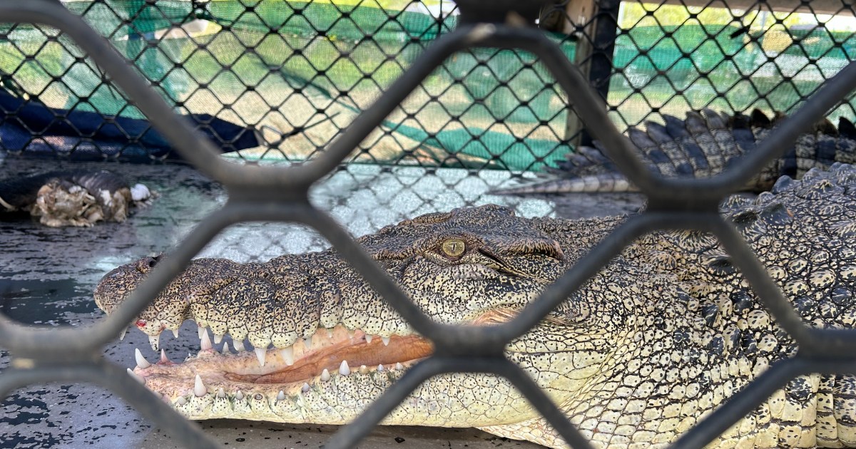 Trap gets huge croc, but rogue one on the loose