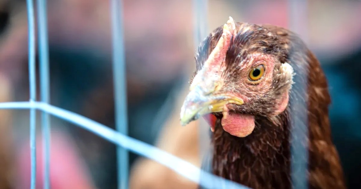 WHO confirms first fatal human case of bird flu A