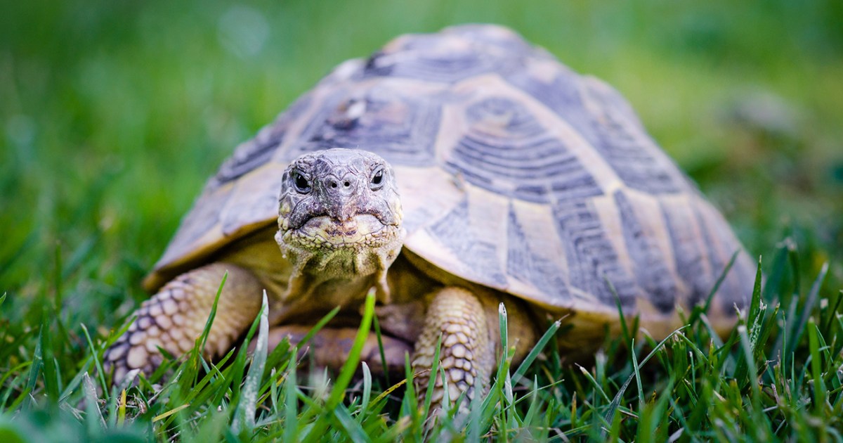 ‘Not a race’: Why the tortoise beats the hare to a big tax refund