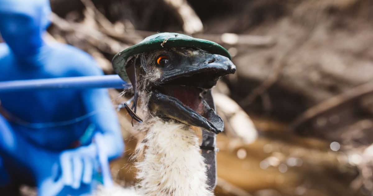 The Emu War makes light of Australia's humiliating defeat