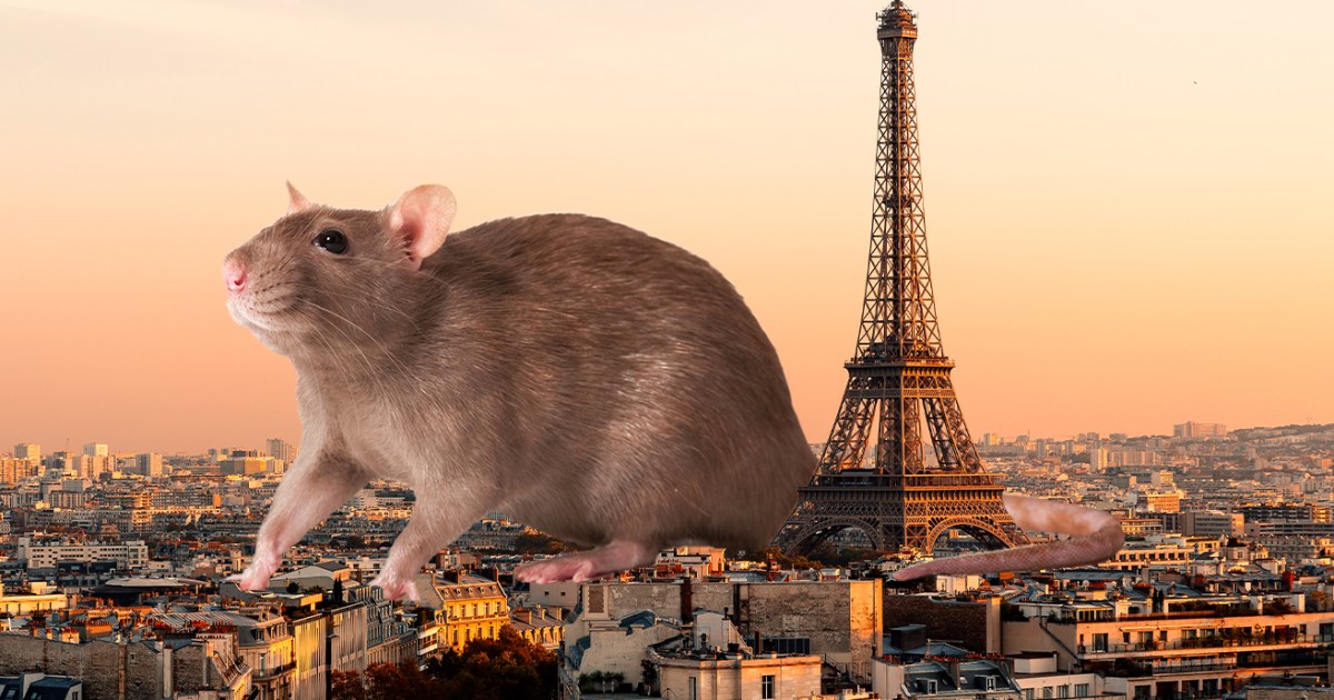 Paris to keep rats underground for Olympics