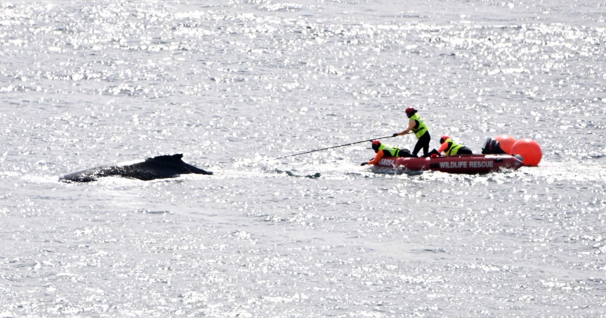 Whale set free after two-day rescue effort in Sydney Harbour