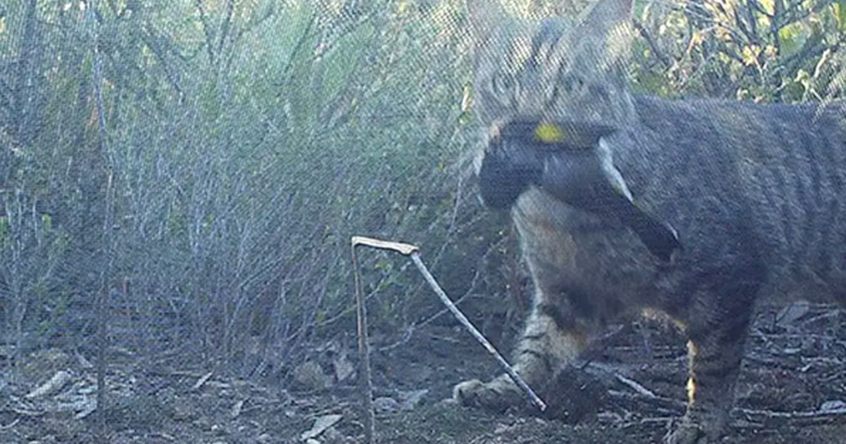 Broader scope needed in Australia's war against feral cats