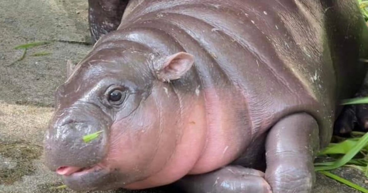 Meet Moo Deng, the pygmy hippo causing havoc for a Thai zoo