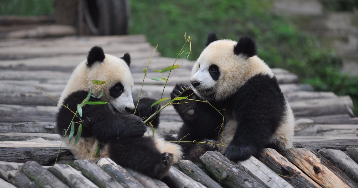 Finland to return expensive giant pandas to China