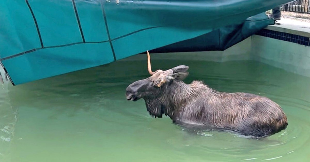 Moose on the loose rescued from swimming pool