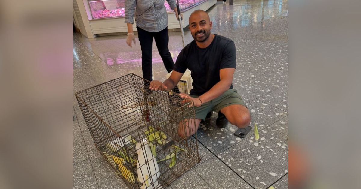 Mickey the cockatoo rescued after a month in Coles