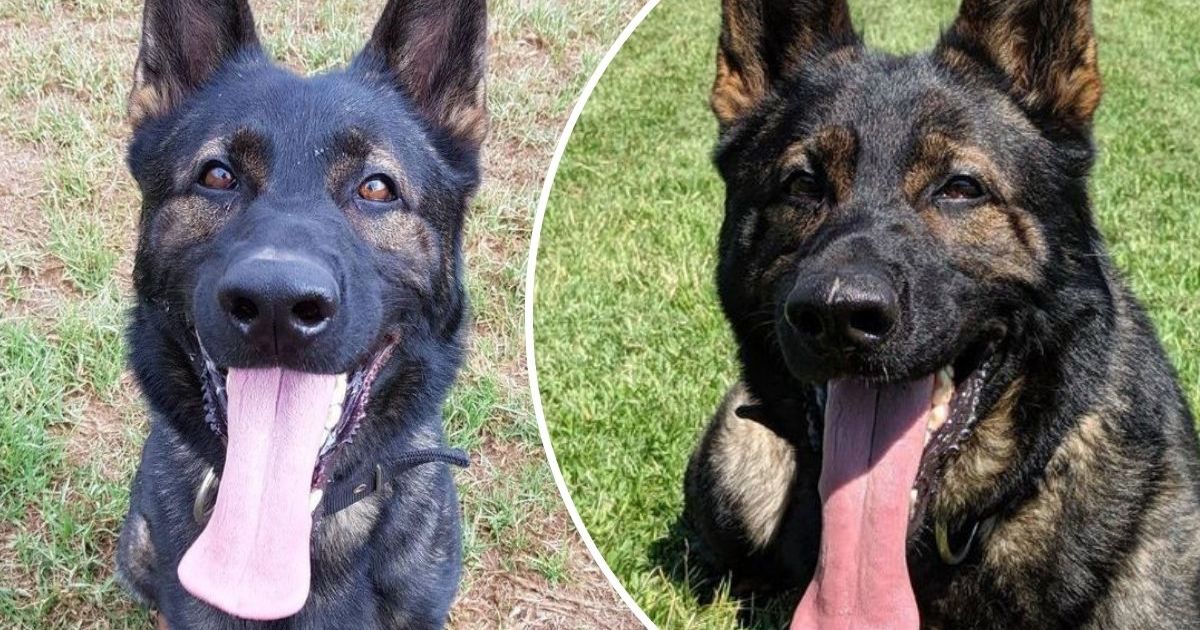 Sad update after two police dogs die in Sydney