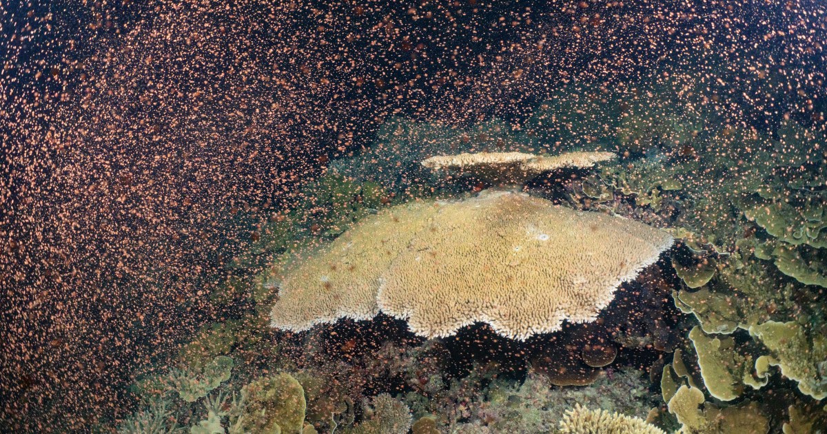 Coral IVF gives big boost to Great Barrier Reef