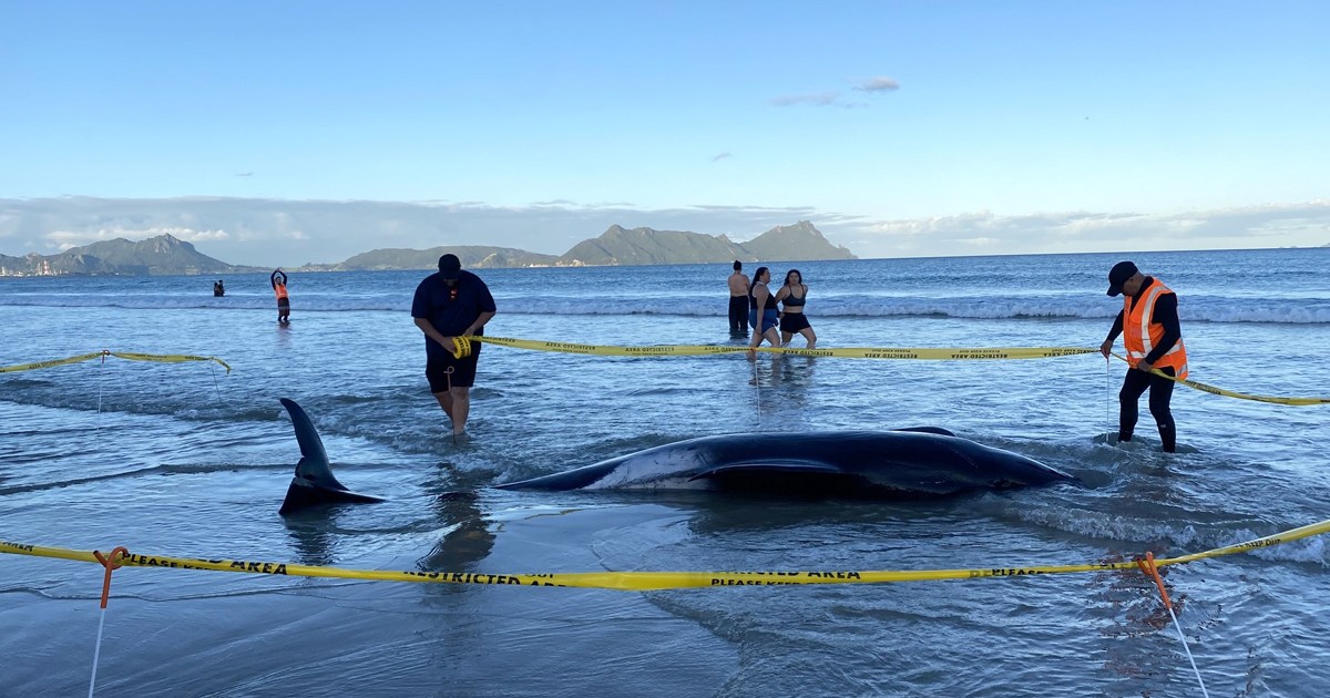 Dozens of whales redirected back to sea after stranding