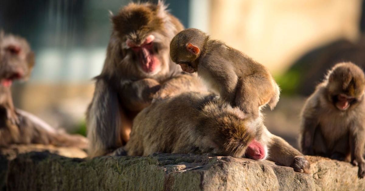 Long goodbye for beloved Tas monkey troop amid health fears