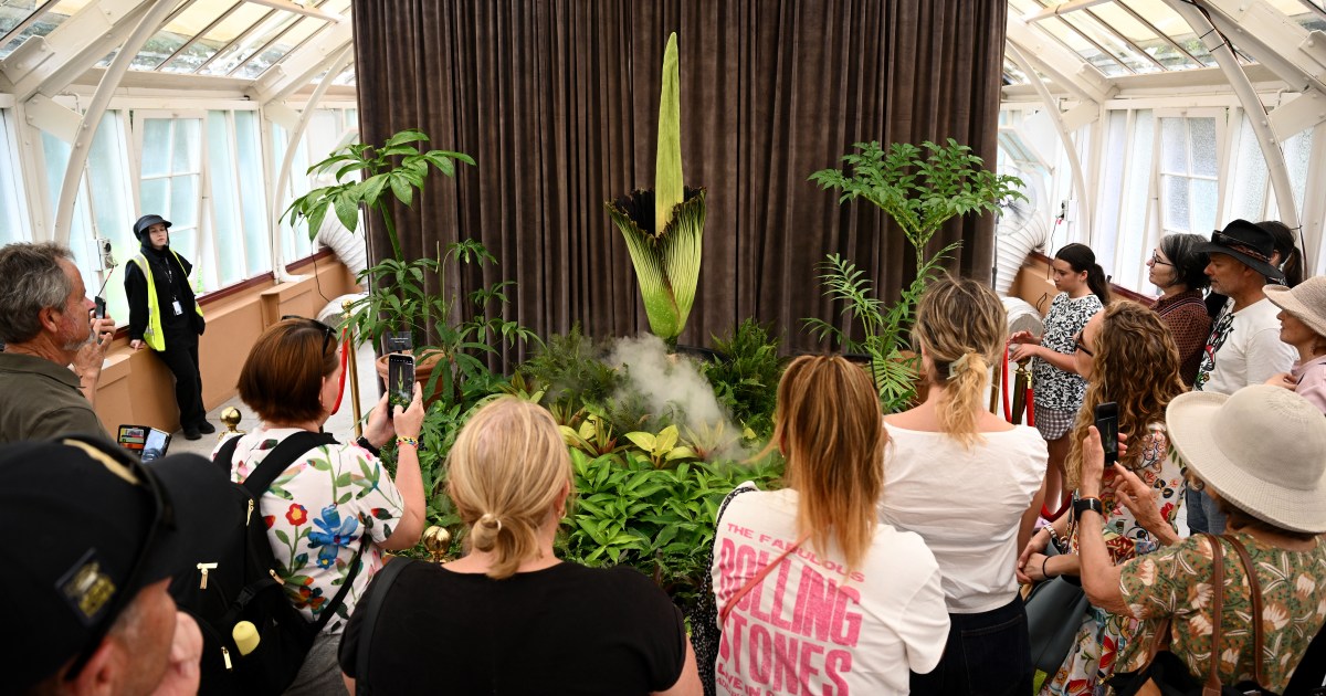 'Blessed be the bloom': Putricia begins rare unfurling