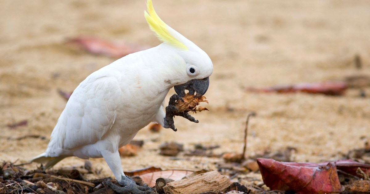Cocka-two? Surprise finding about the sulphur-crested cockatoo