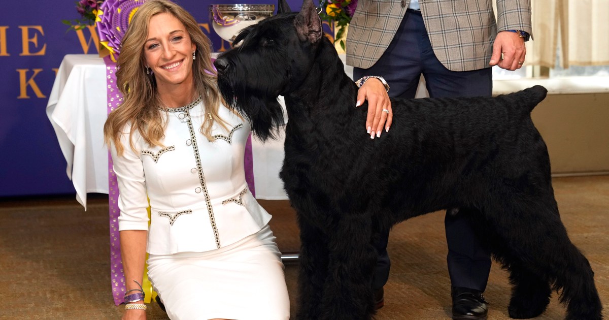 Third time lucky as giant schnauzer goes full Monty