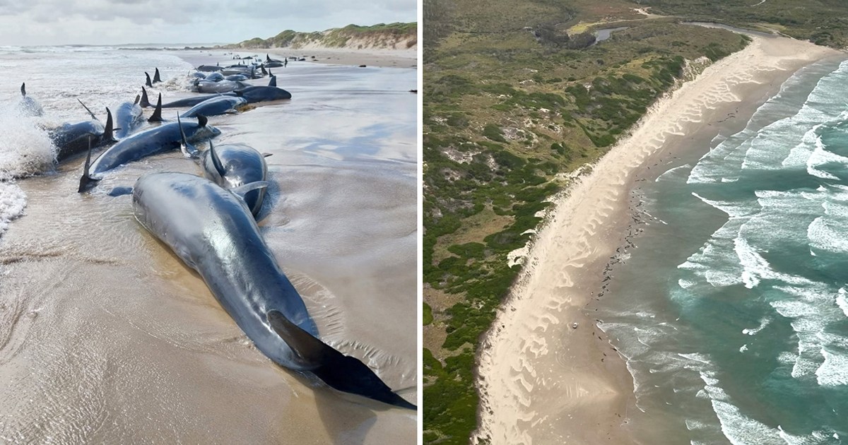 Bleak outlook for whales in remote mass stranding