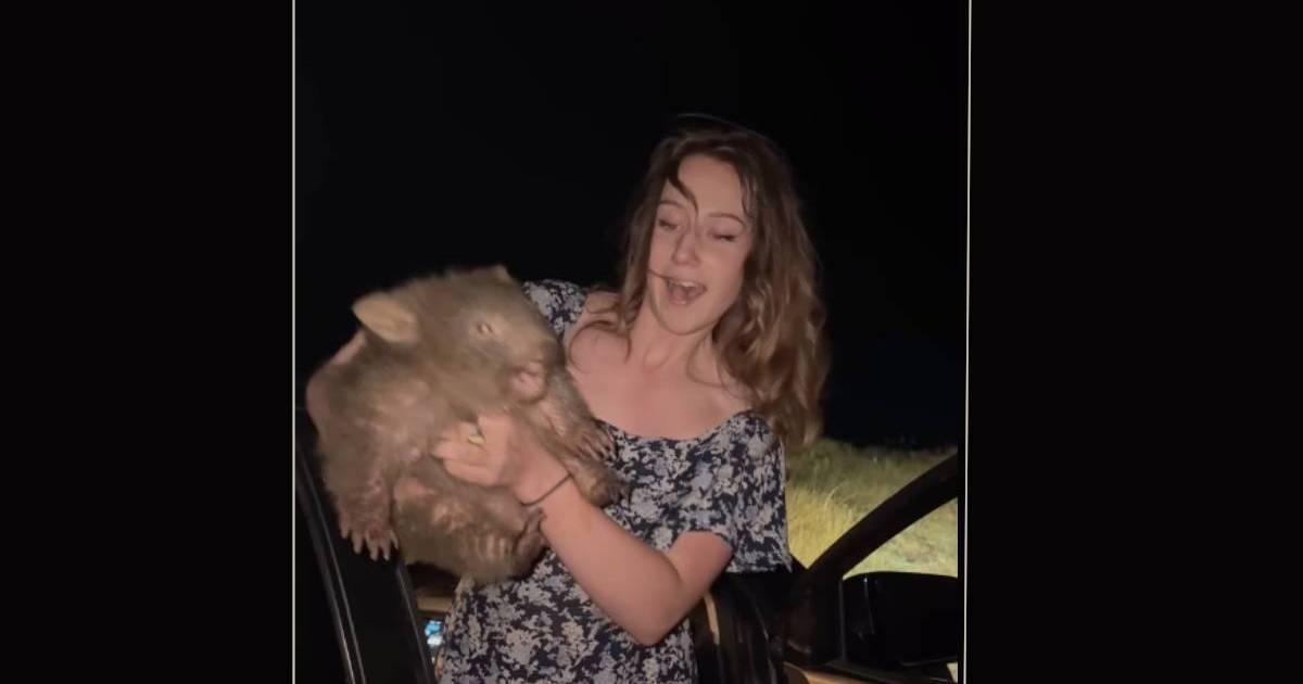 US influencer slammed over video of baby wombat manhandled