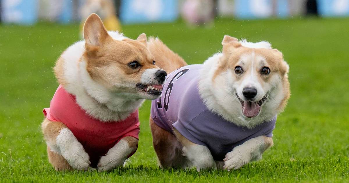 Fast and furious Corgis dash to Derby line