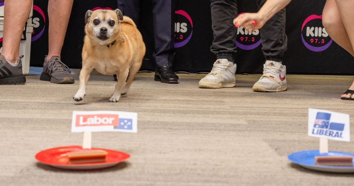 Even the canine pollsters sniff Labor election victory