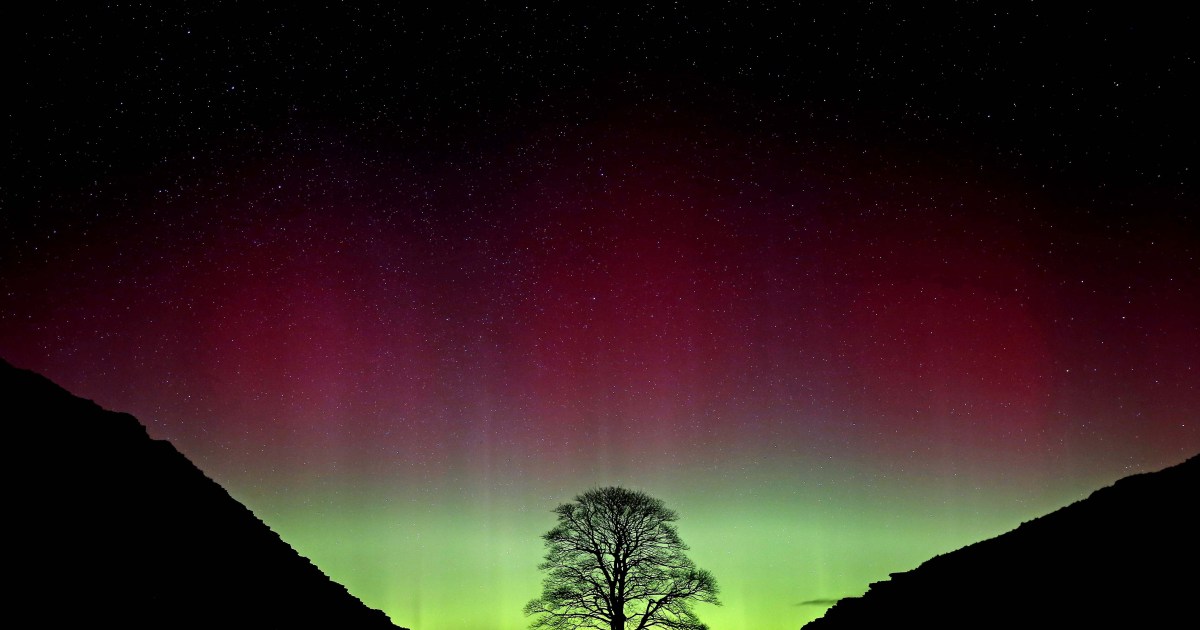 'Moronic' men guilty of felling famous British tree