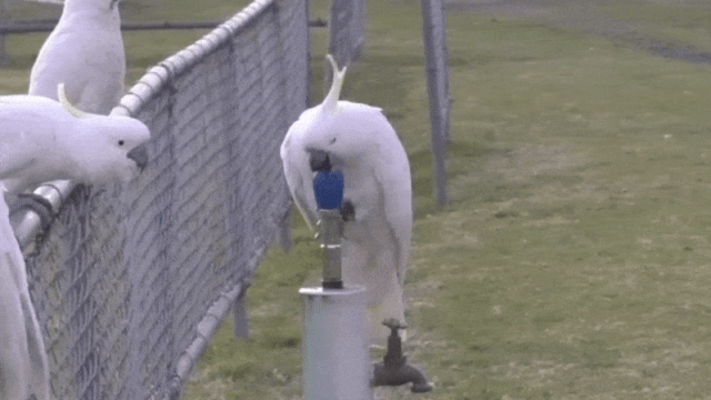 From bins to bubblers: Clever cockatoos wow scientists