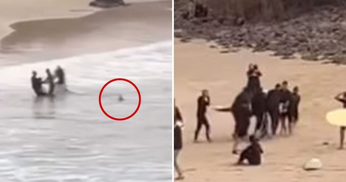 'Traumatic': Shark chases teen victim after horror attack