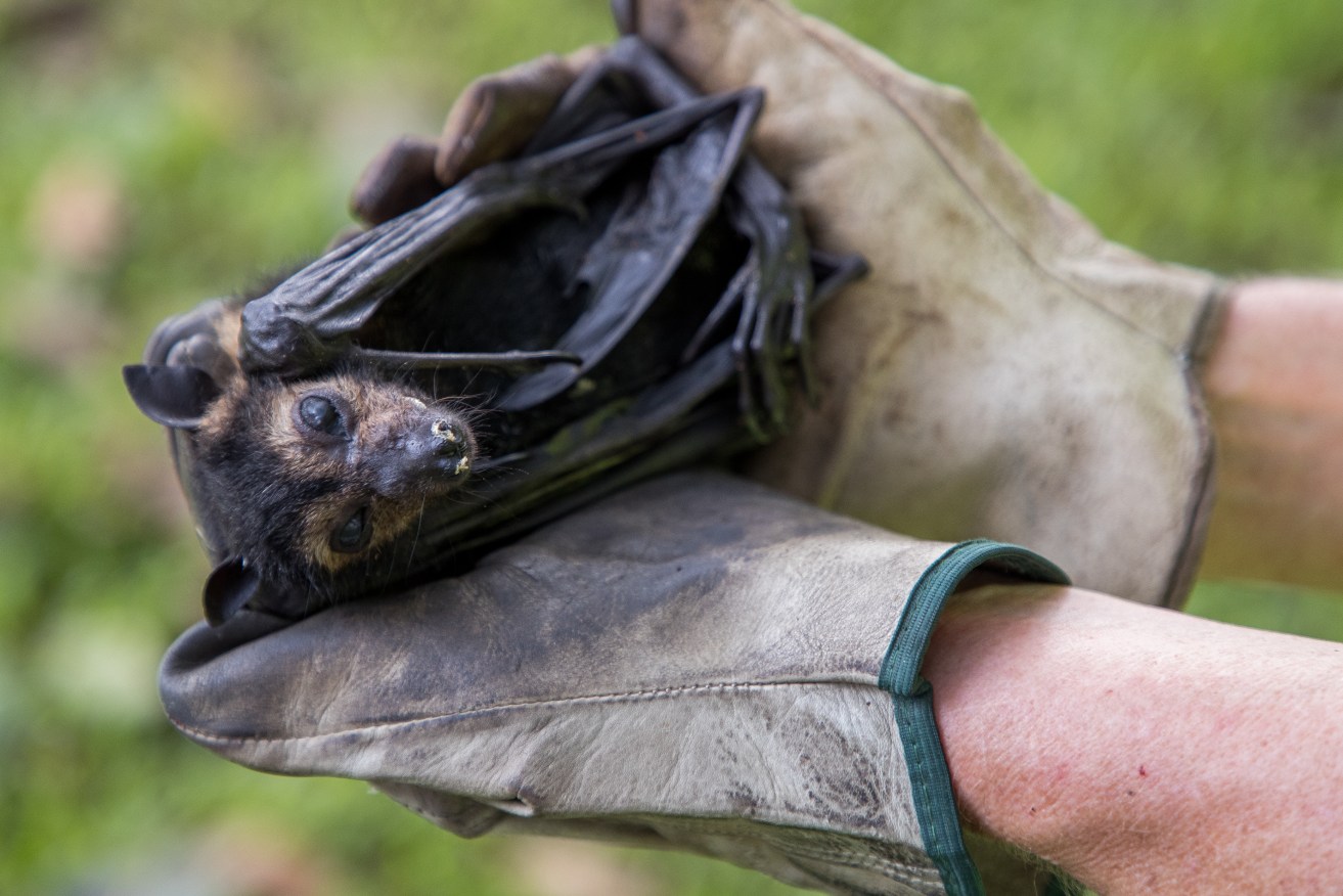Man dies after catching rare bat virus