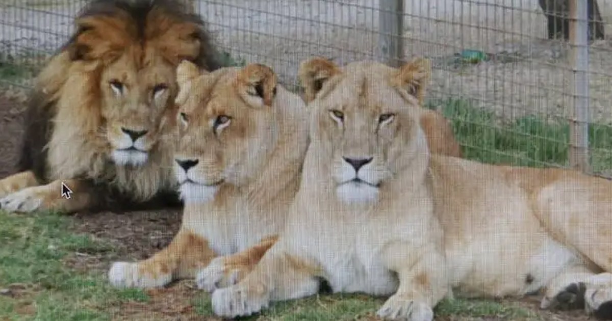 Lion lunges at woman in gruesome freak attack at Qld zoo