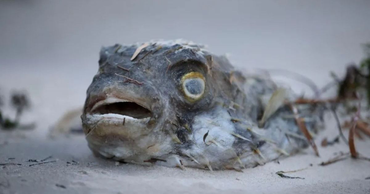 More millions for SA algal bloom support