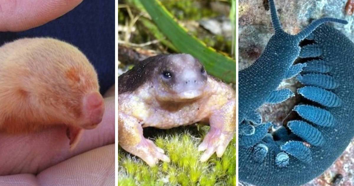 The search is on for Australia's underrated animals