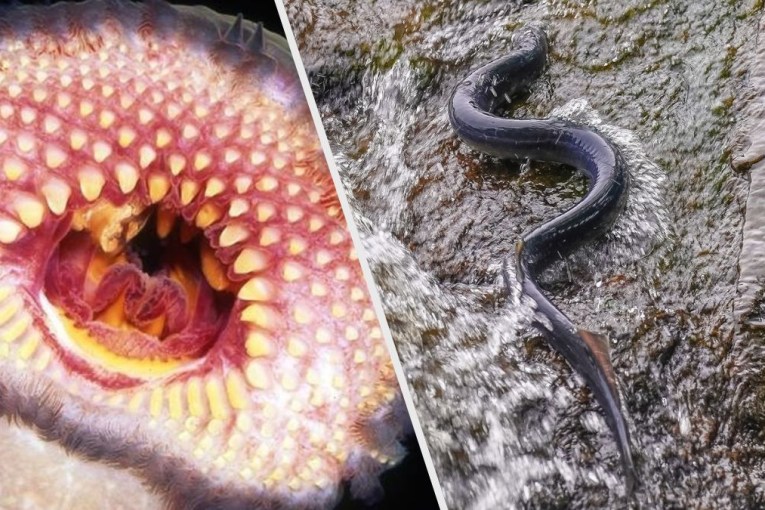 Methane menace must be tackled and farmers rewarded