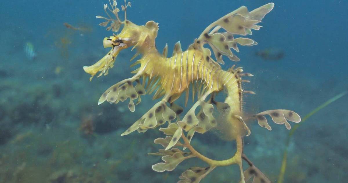 Sea dragons face threat of becoming endangered from algae bloom
